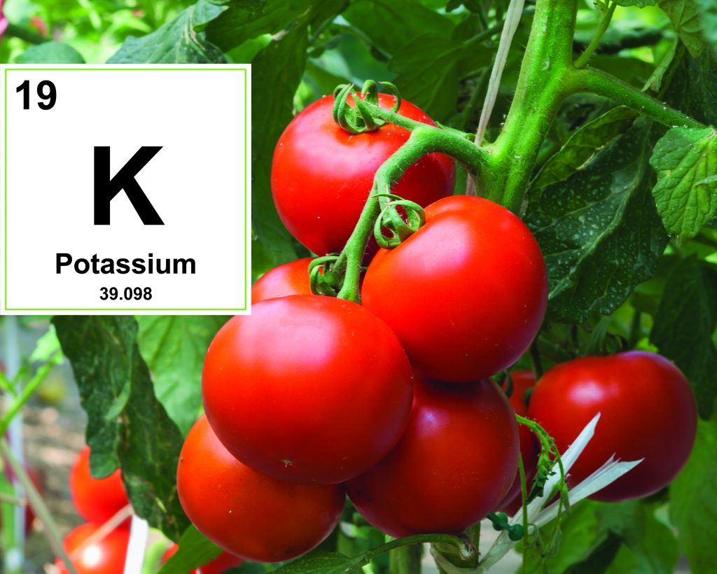Importancia del potasio en el fruto - Antesis Group